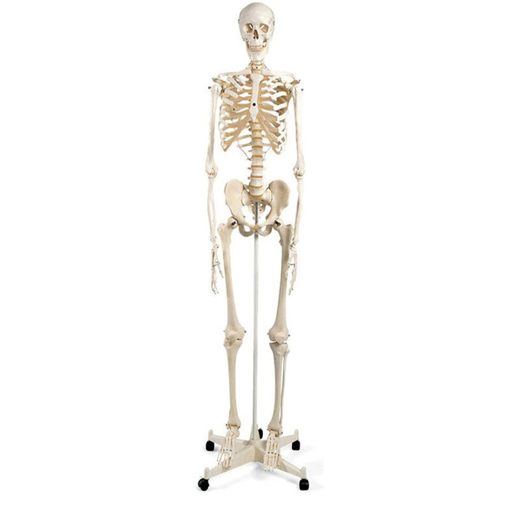 Standard Skeleton on Stand - Alpha First Aid